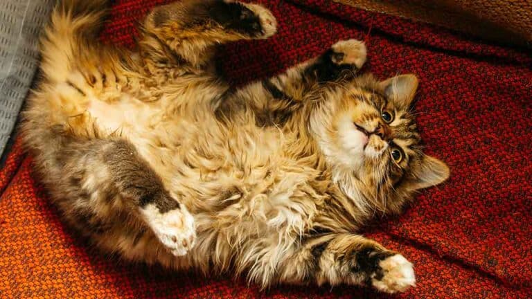 Maine Coon Cats VS Normal Cats: How Big They Can Get?