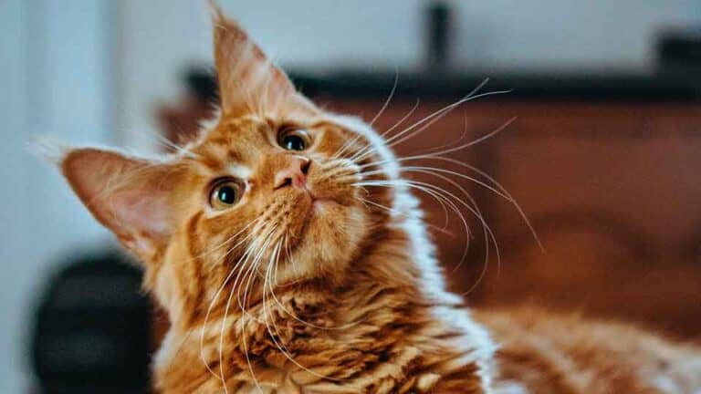 7 Fascinating Facts About The Orange Maine Coon