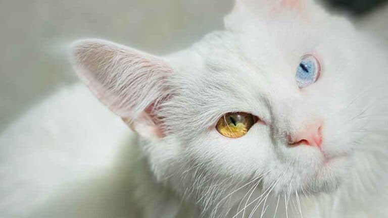 White Maine Coon Breed Info: Pictures, Personality and Traits